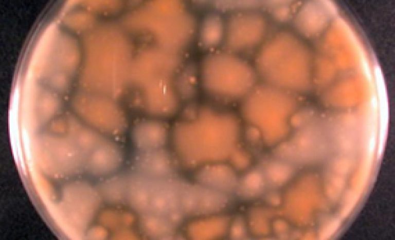 Isolation,Partial Purification and Characterisation of Bacteriocins ...