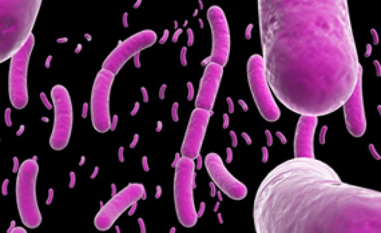 Transformation, Expression and Activity Analysis of Recombinant ...