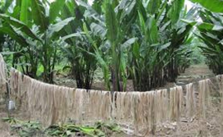 Biofibre from Agricultural Wastes: Bio Bleaching of Banana Fibre using ...